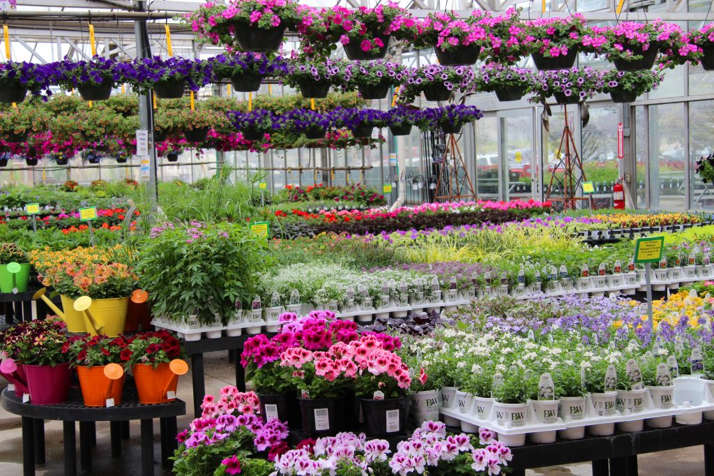 Planting and Caring for Your Annuals | Mickman Brothers, Inc.