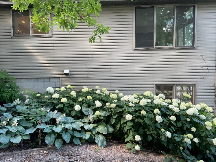 It’s a BIG Year for Hydrangeas! - Mickman Brothers, Inc.